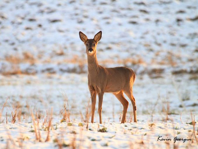 Association Renard : Regroupement des naturalistes ardennais